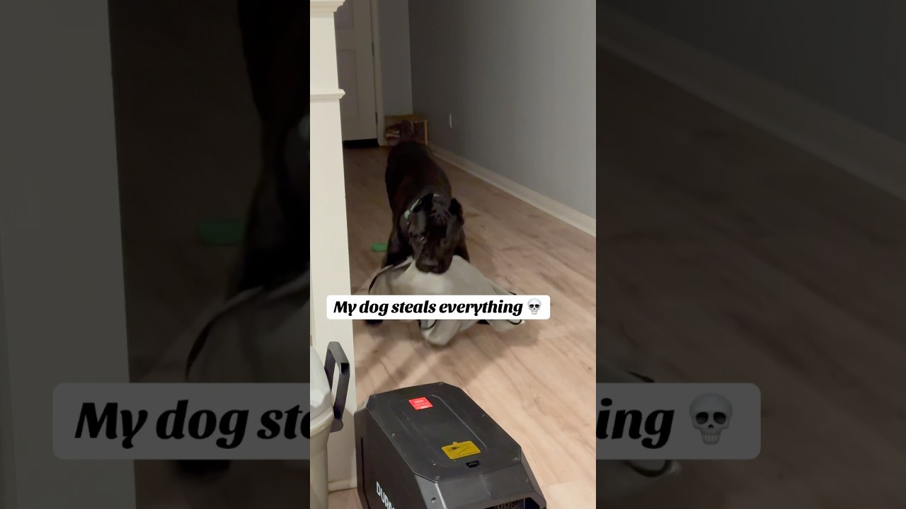 One thing this giant dog will always do is steal