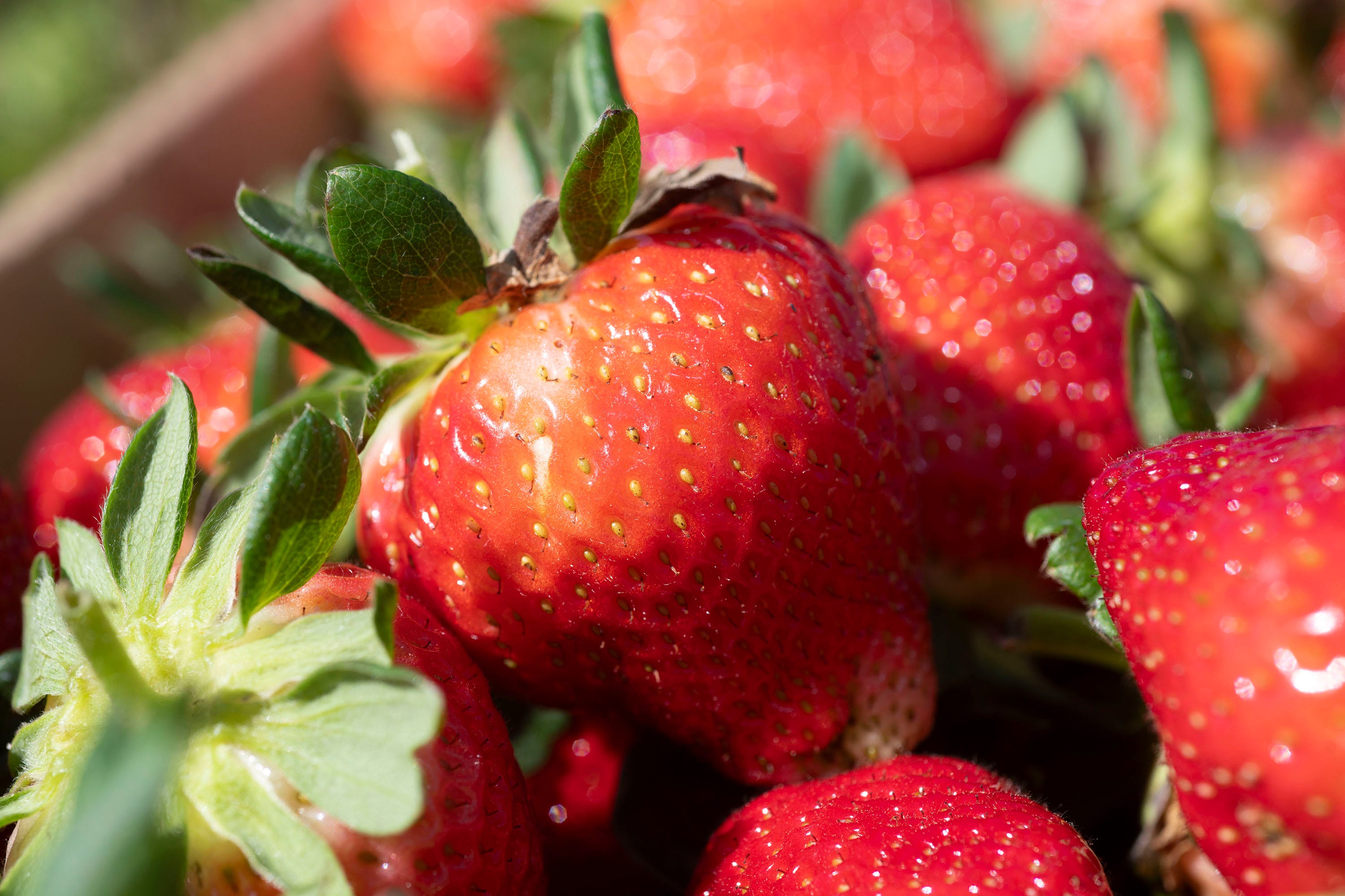You can grow strawberries in containers