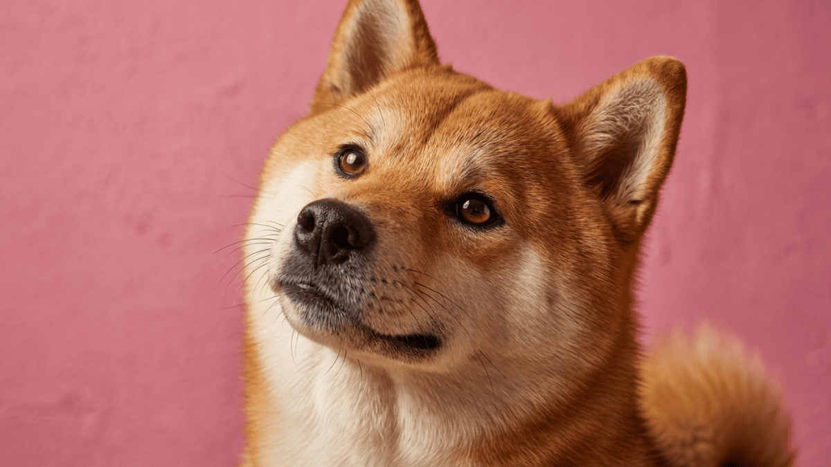 11 secrets your dog wishes they could tell you