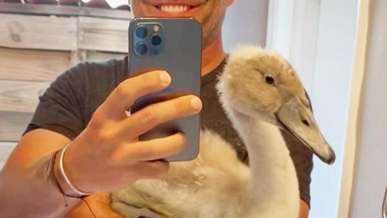 Swan mom brings her babies to visit this man every year