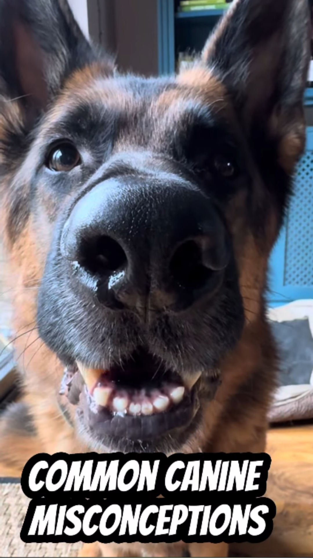 Ridiculous dog myths debunked by Cooper