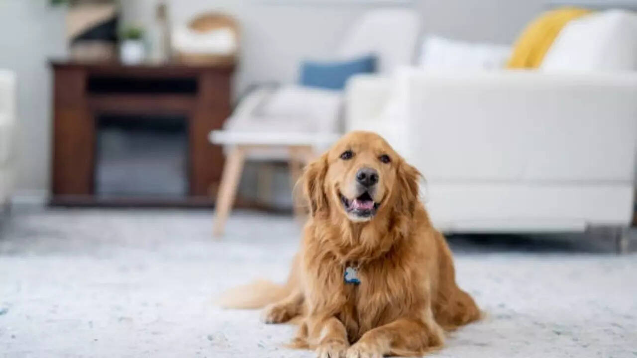 7 loyal dog breeds that watch over kids like little guardians