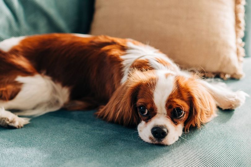 Best dog breeds for first-time owners — vet nurse names 5 easiest breeds