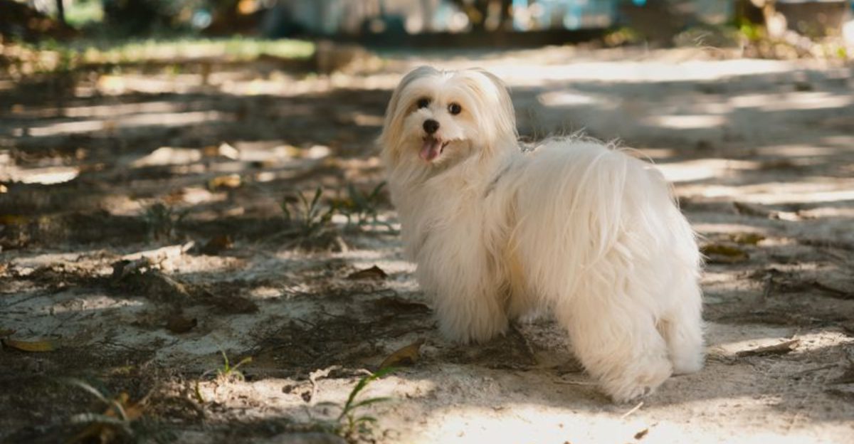 Very few people talk about how emotionally complex these 15 dog breeds ...