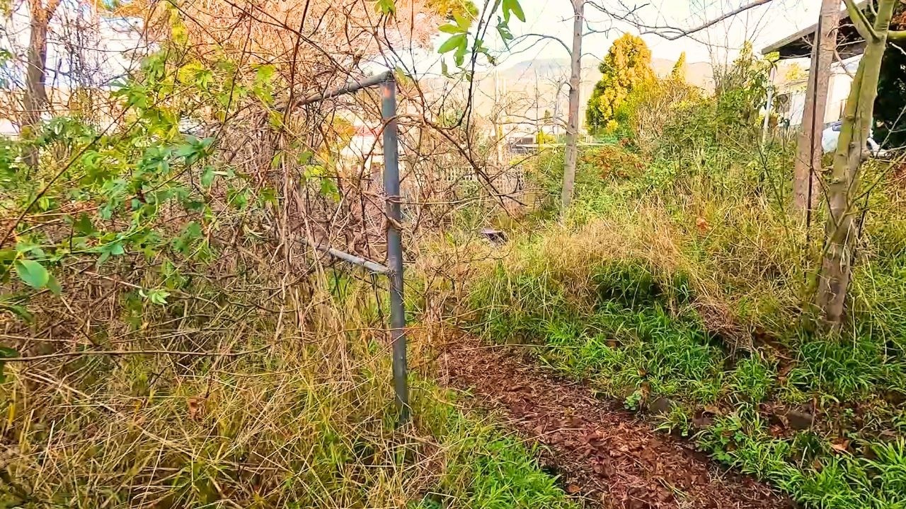 Saving an overgrown yard from years of neglect | Satisfying rescue