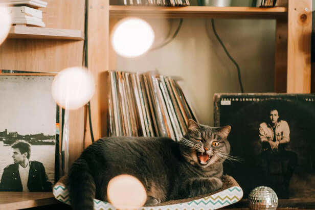 Soothing sounds: How music and sound affect your pet’s relaxation