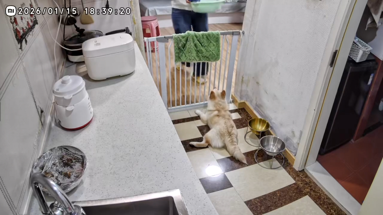 Water spills on puppy after basin slips in Liaoning, China