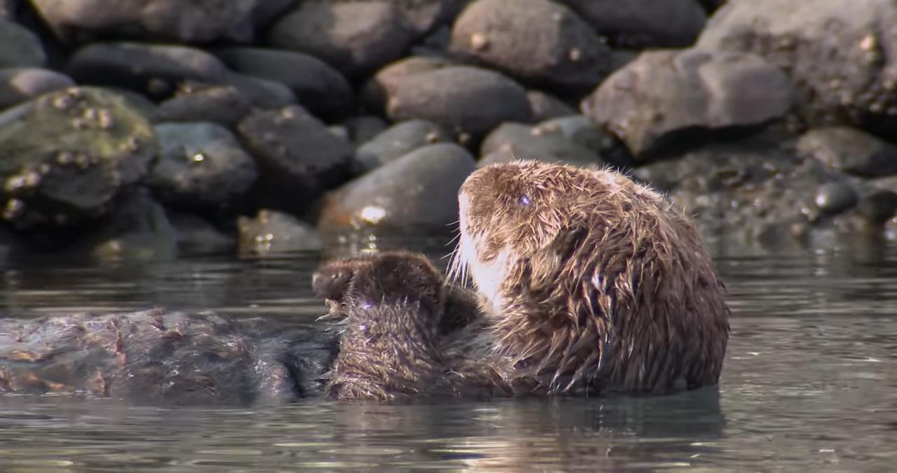 Watch what happens when an octopus fights back against a sea otter