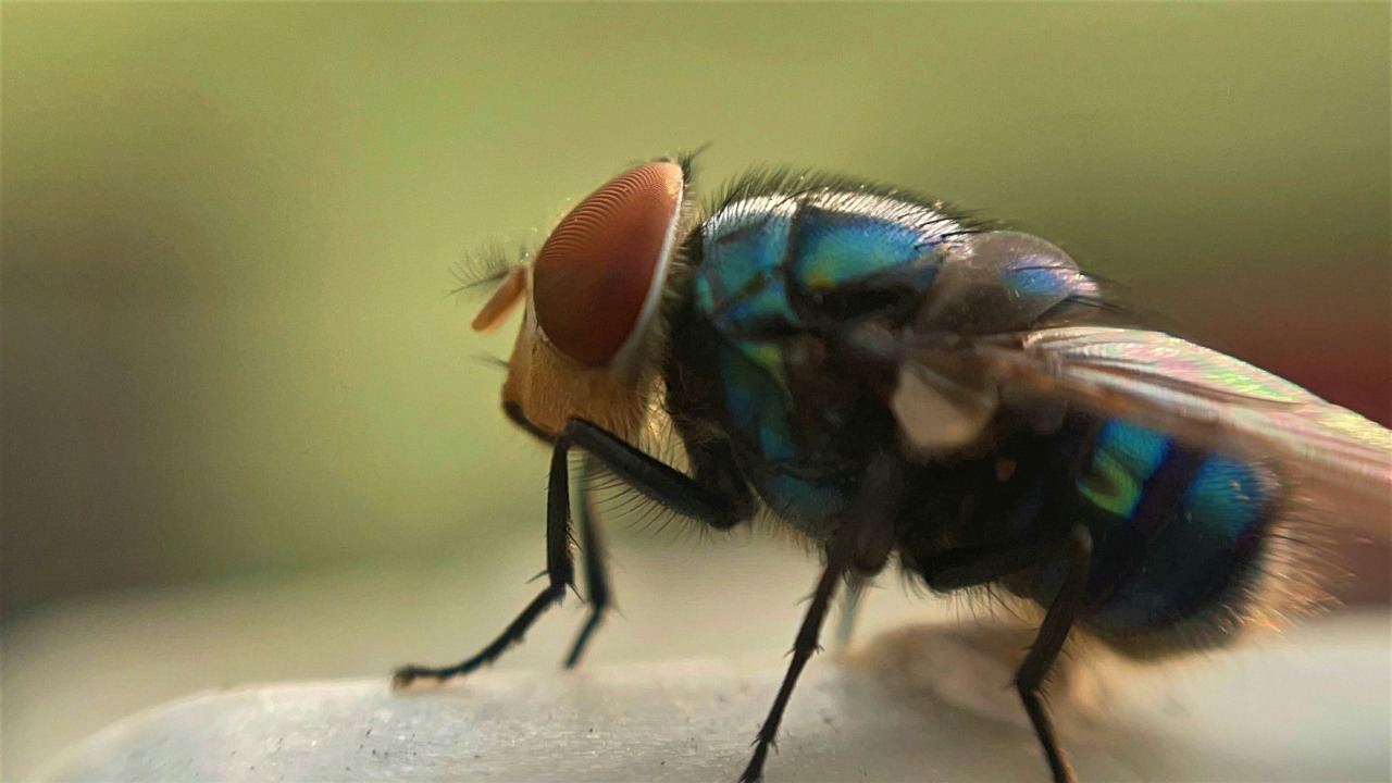 Researchers simulate a fly brain and let it control a virtual body