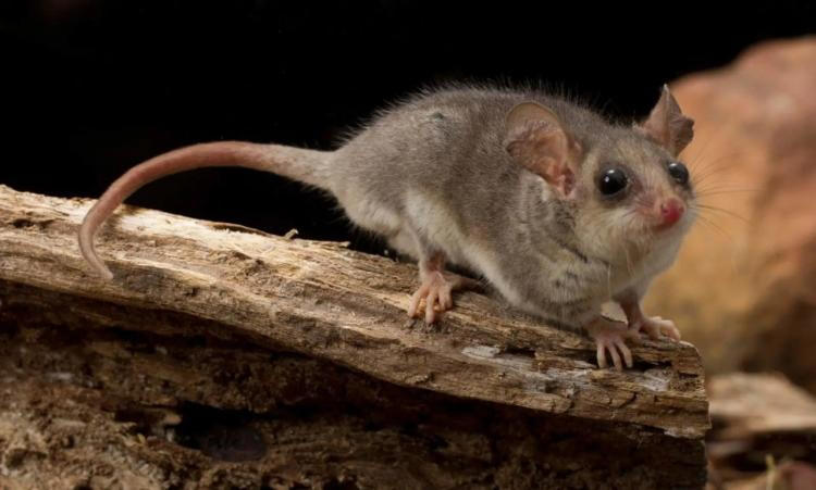 Des marsupiaux que l’on croyait éteints depuis 6 000 ans retrouvés ...