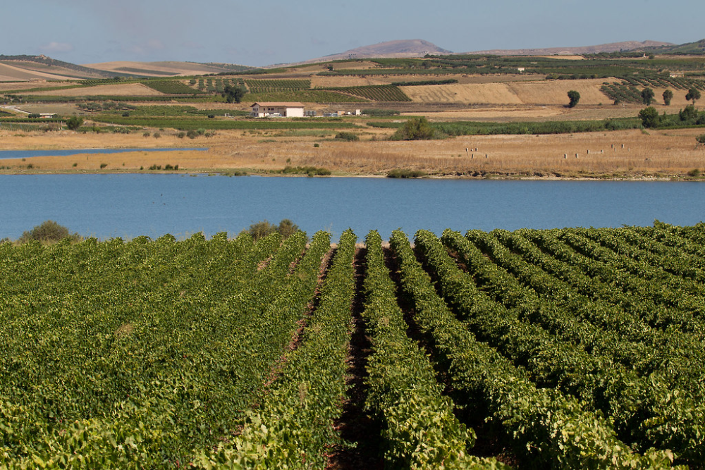 20 best vineyards in Sicily for an authentic wine-tasting experience