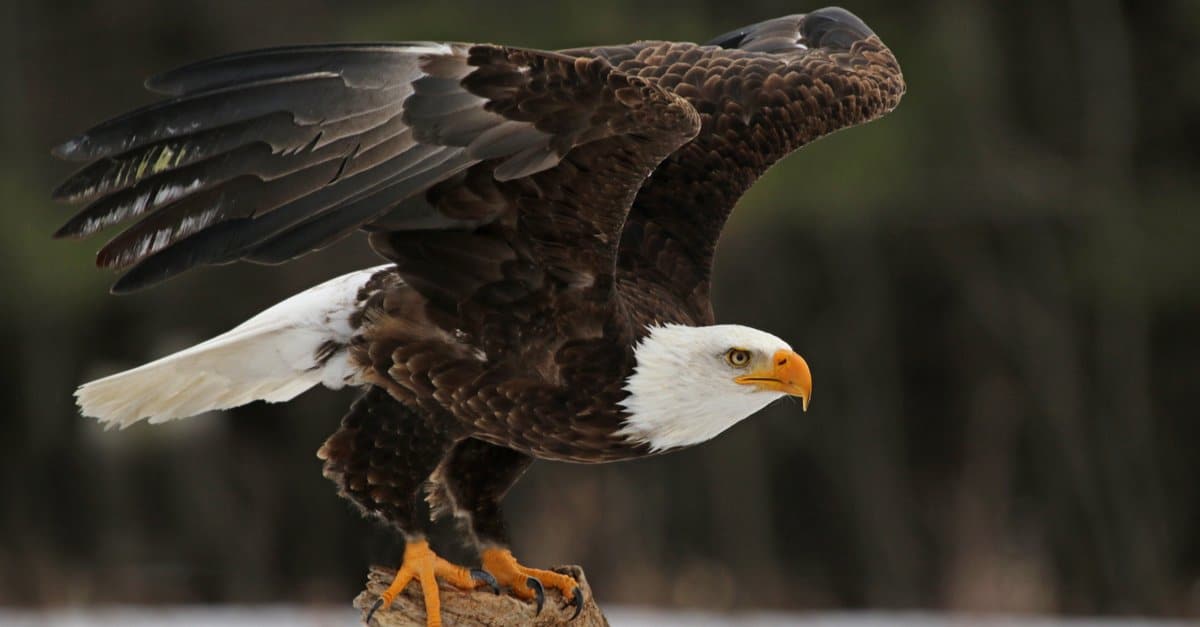 10 animals scientists thought we’d lose forever that made incredible ...