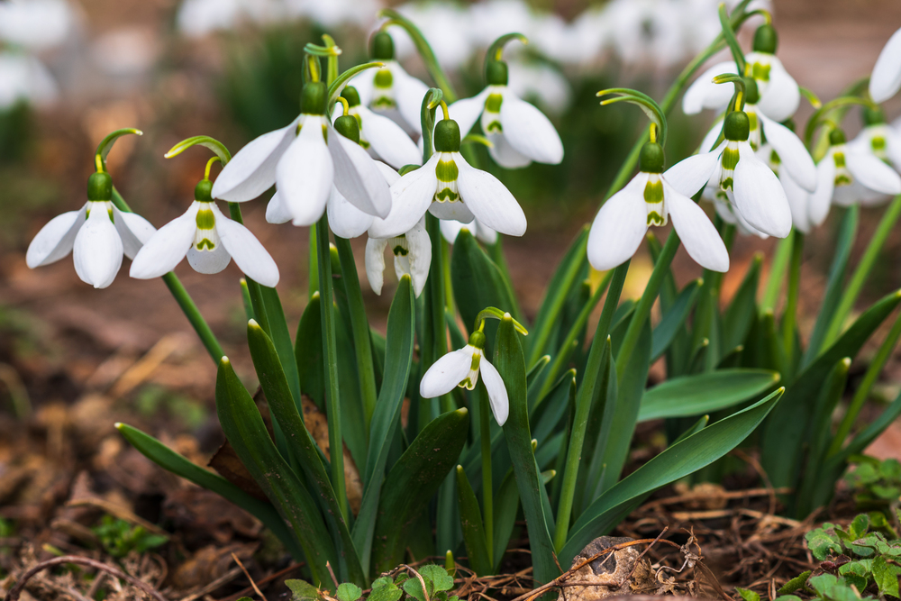 Flowers and plants that bloom first each spring season