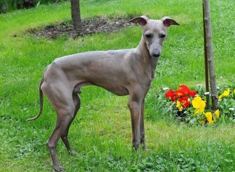 Very few people talk about how emotionally complex these 15 dog breeds ...