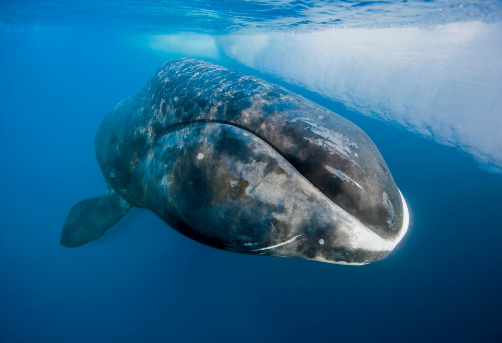 Bowhead whales may hold the key to humans living up to 200 years