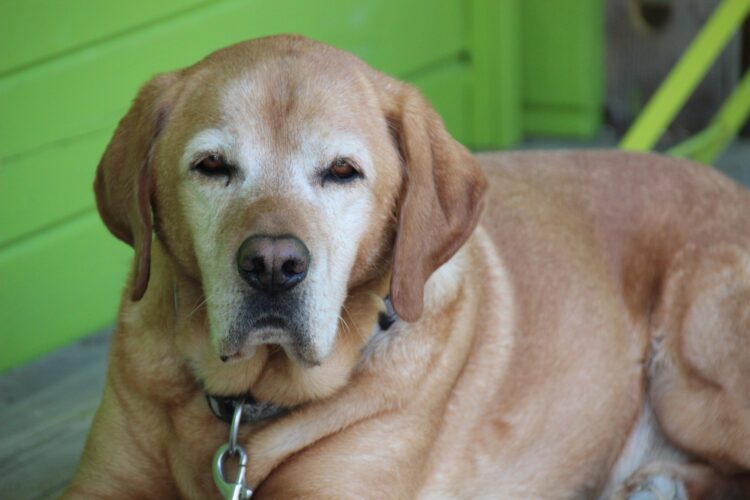 15 benefits of adopting a senior dog