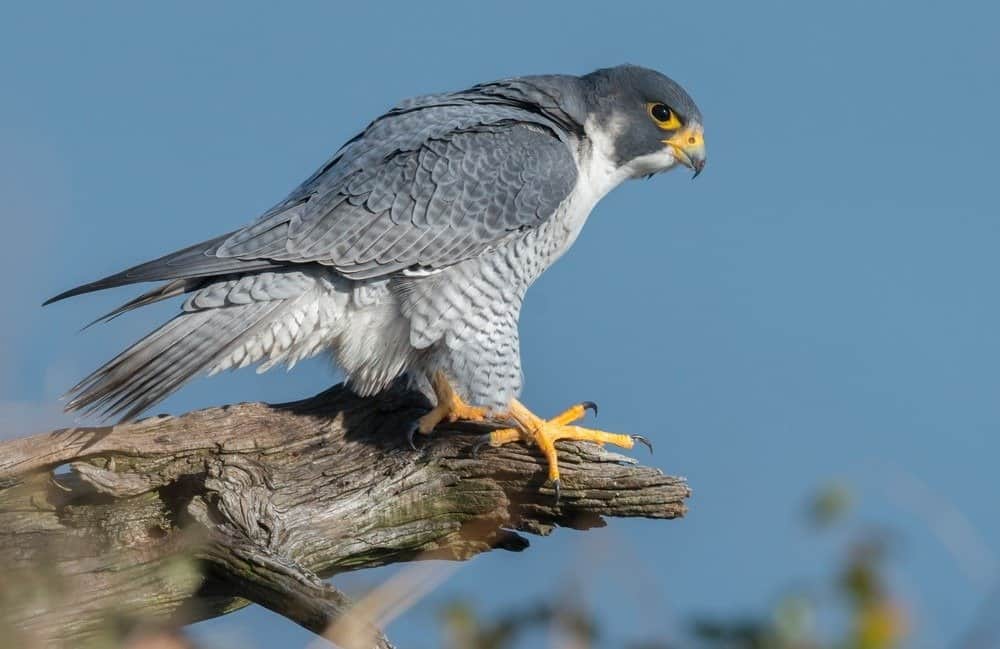 10 animals scientists thought we’d lose forever that made incredible ...
