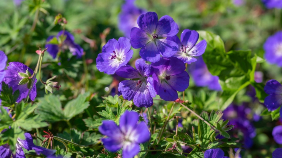 How to plant, grow, and care for ‘Rozanne’ geraniums