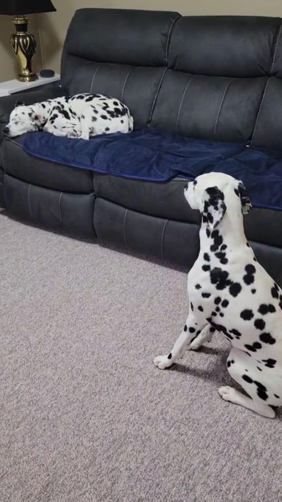 Sweet dog friendship: Keeley watches over Morla