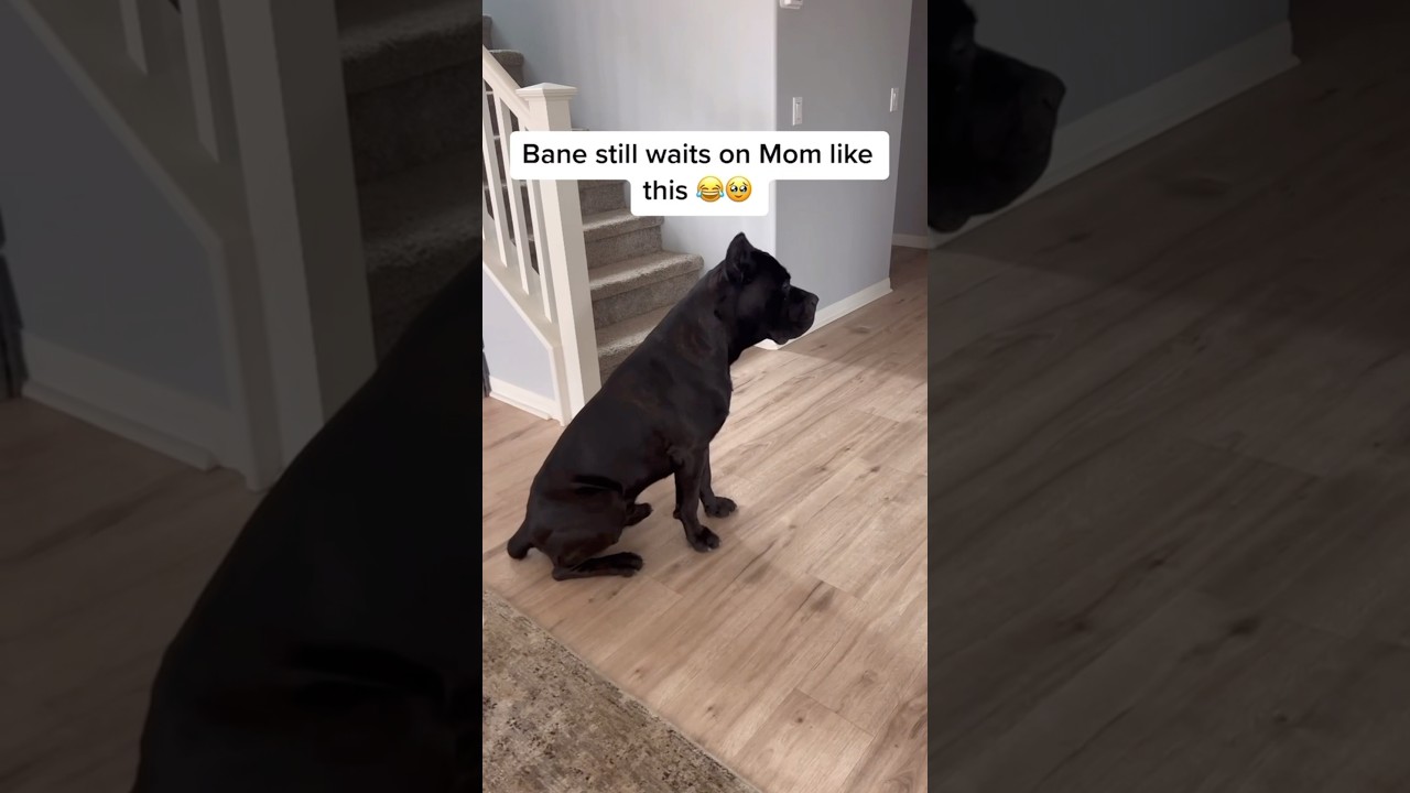 Even years later, dog still patiently waits for owner at the door