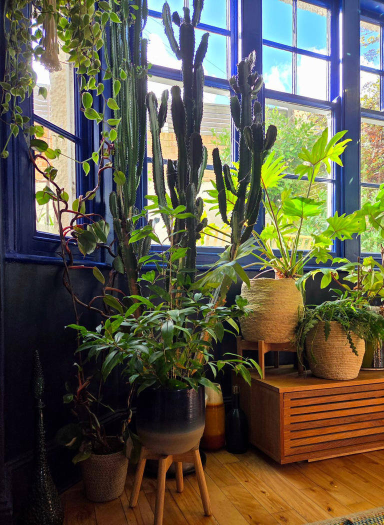 I have 120 houseplants — and my first Ikea plant is still alive 30 ...