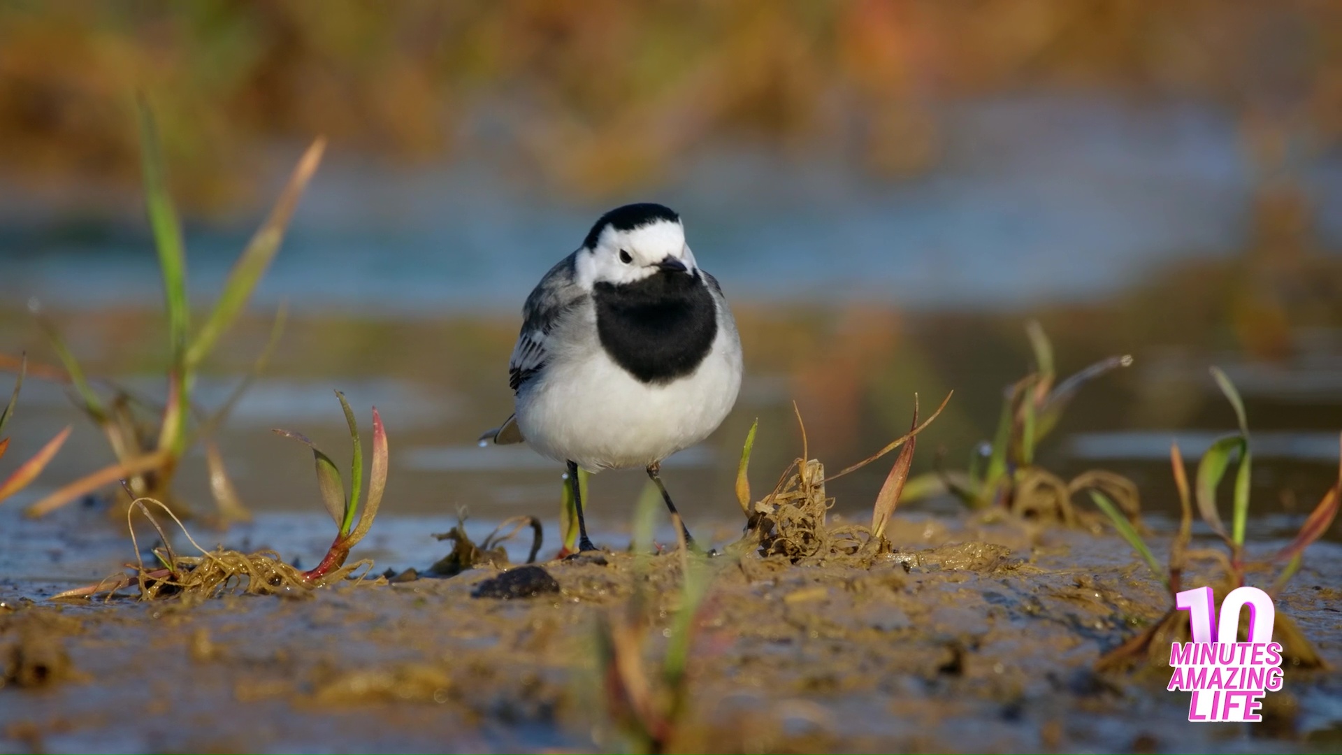 A white wagtail searching for moving prey