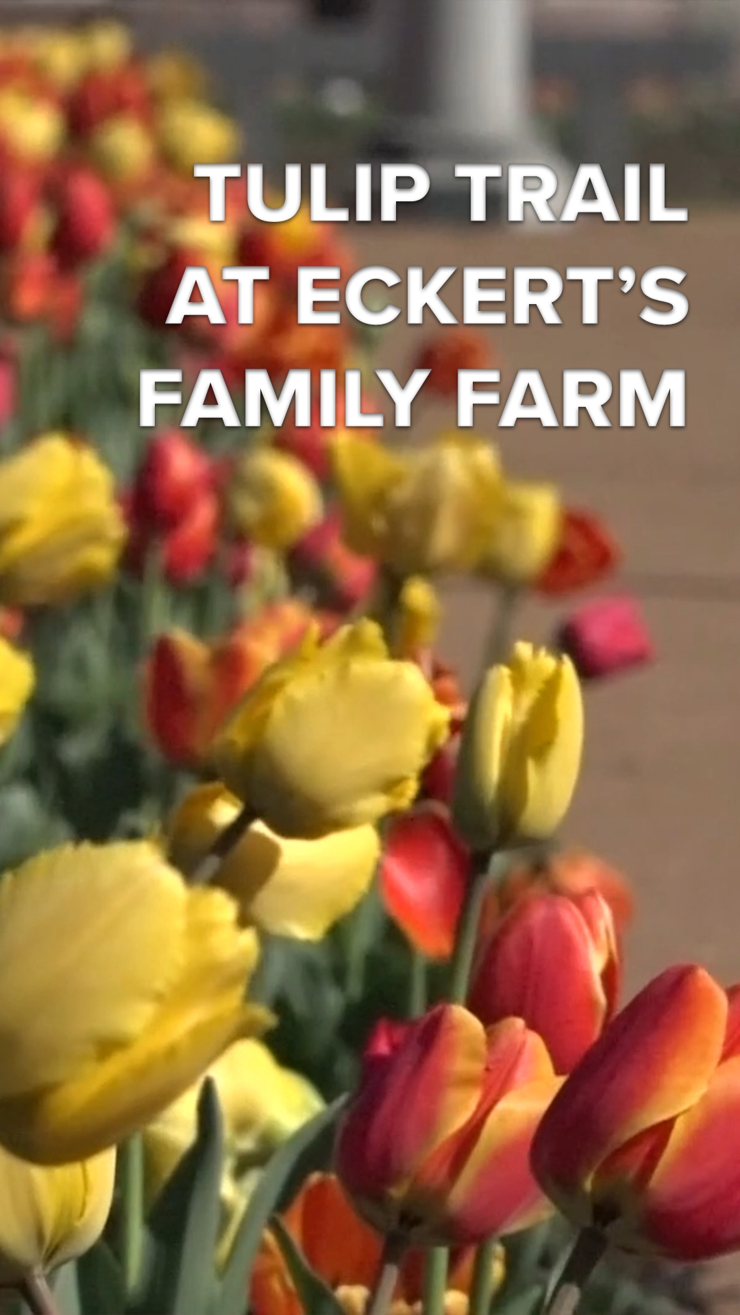 Tulip trail at Eckert's Family Farm