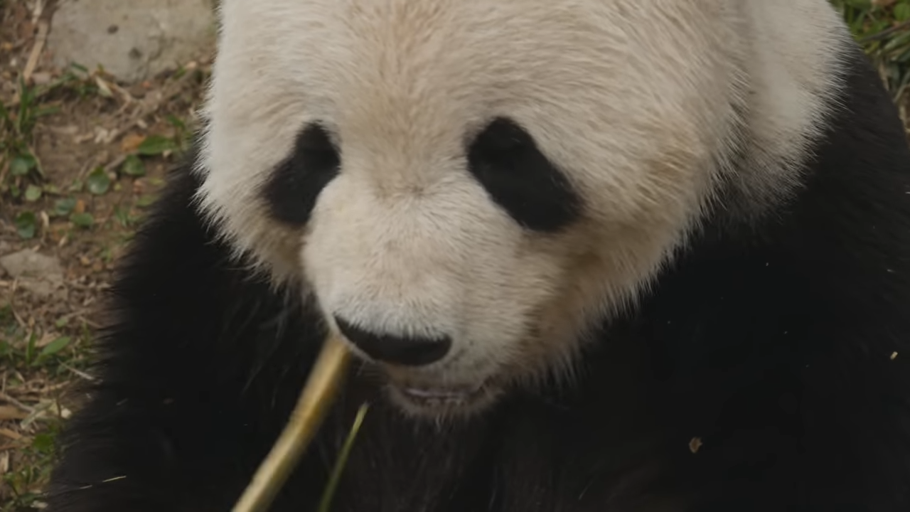 The helpful animals vanishing from the wild