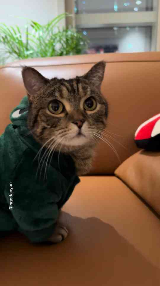 Cat dressed as a dinosaur too cute