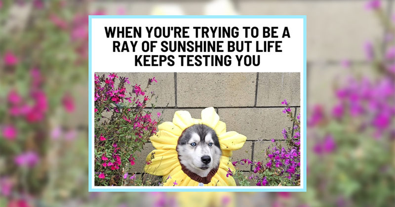 21 heartwarming husky memes full of fluffy and doggo funnies