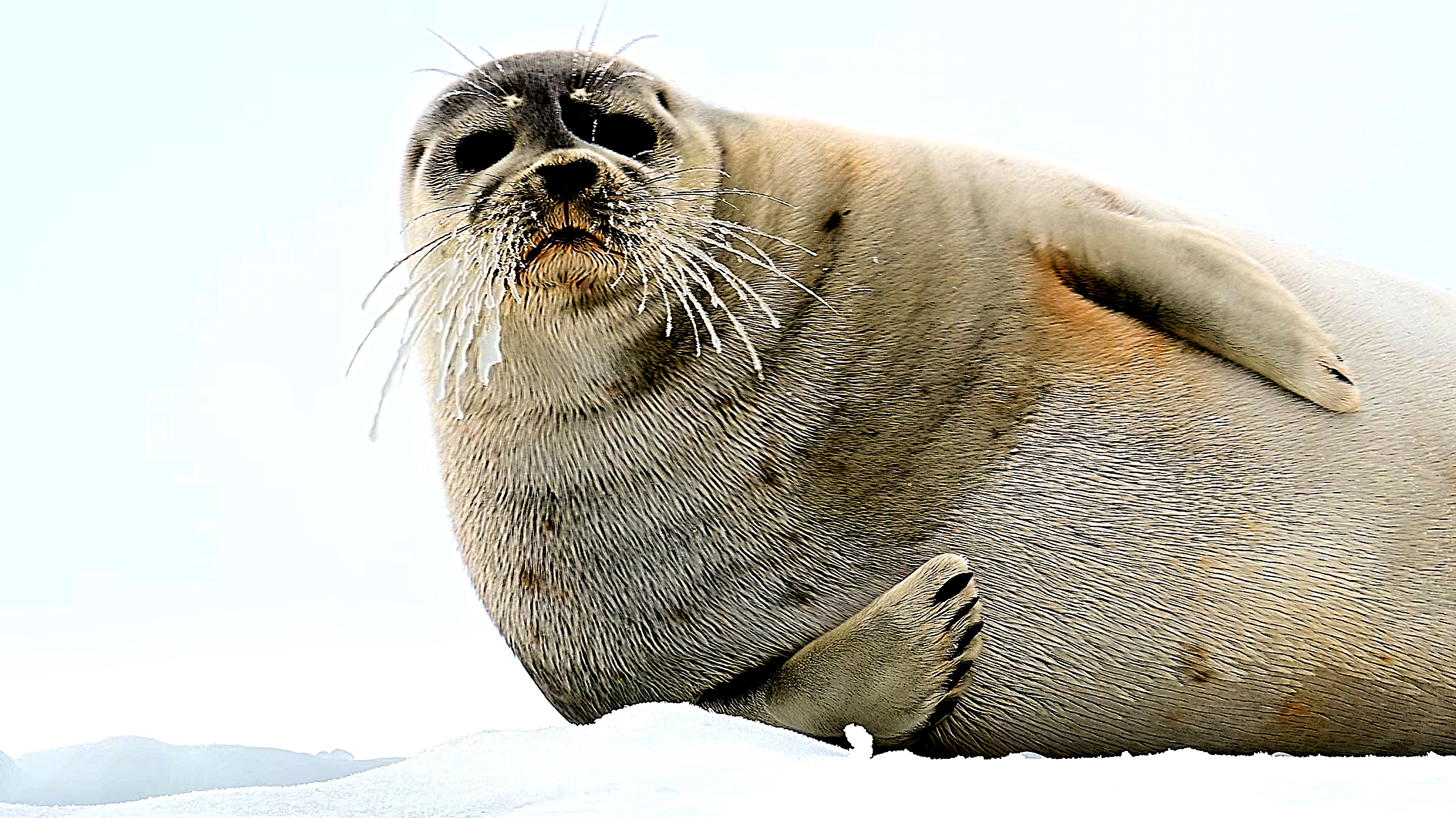 I filmed a seal close up and was amazed by its reaction