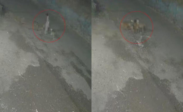 On CCTV, dogs attack woman in Pune. Mutilated body found on road
