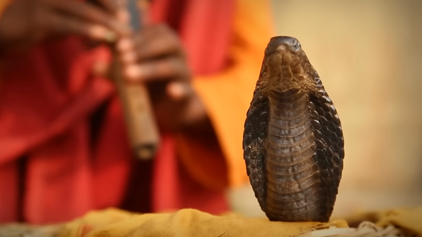 Mira lo que pasa cuando una cobra de 4,5 m ataca - «Un solo mordisco ...