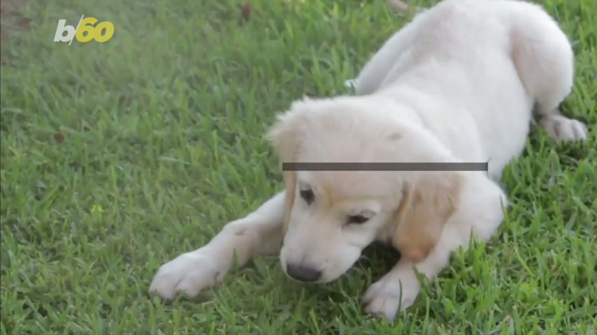 Here's how to stop your dog from doing strange things – like eating poop