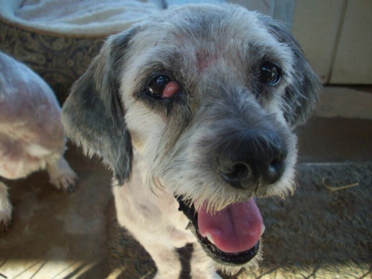 15 benefits of adopting a senior dog