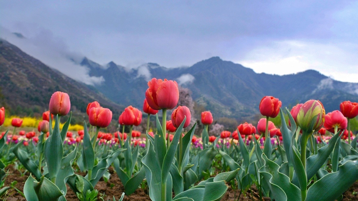 Asia's largest tulip garden is now open: Why Kashmir is India's tulip ...