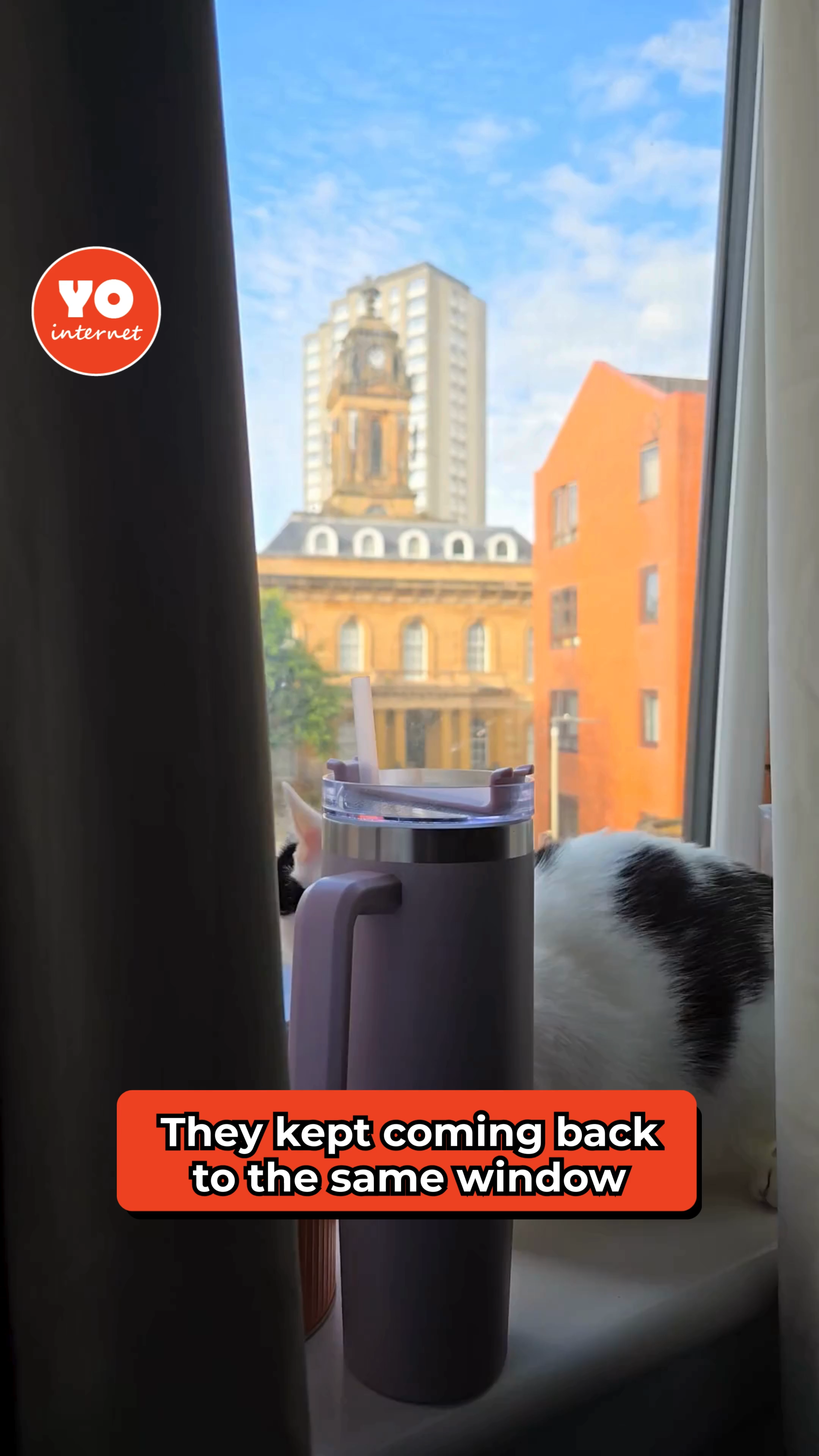 Cat observes seagulls from the window and silently plots its revenge