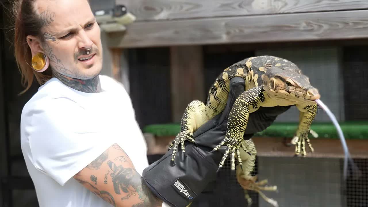 The big day the giant lizards finally go outside