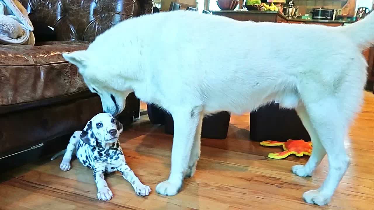 This husky just found his new best friend and it’s adorable