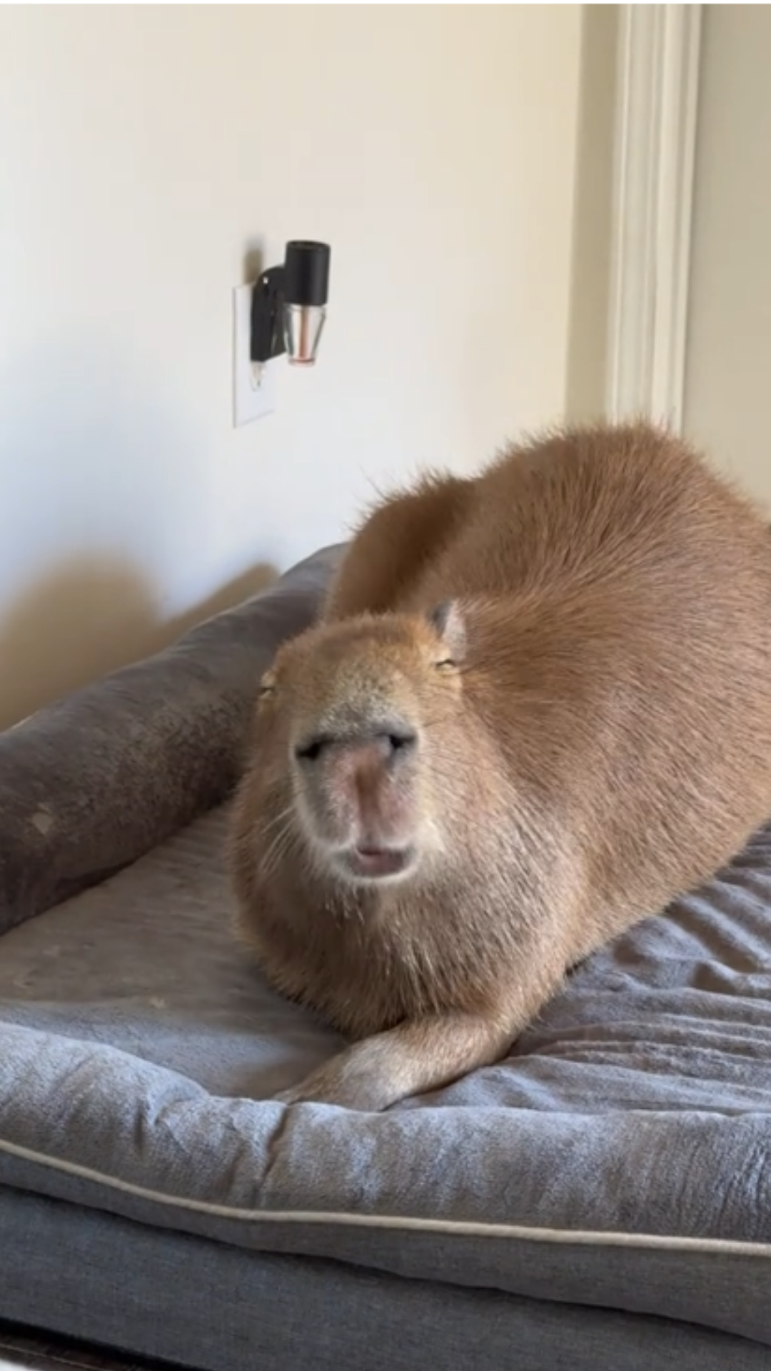The sweet moment when a capybara wants attention