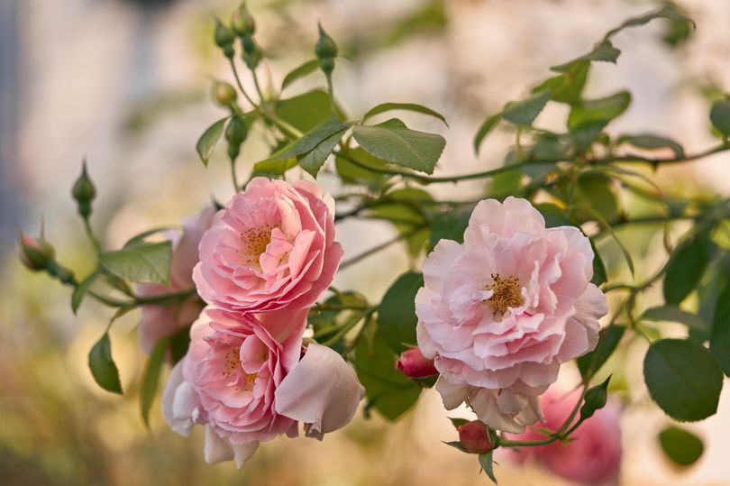 Roses will produce 'vibrant blooms' all summer if gardeners do one task ...