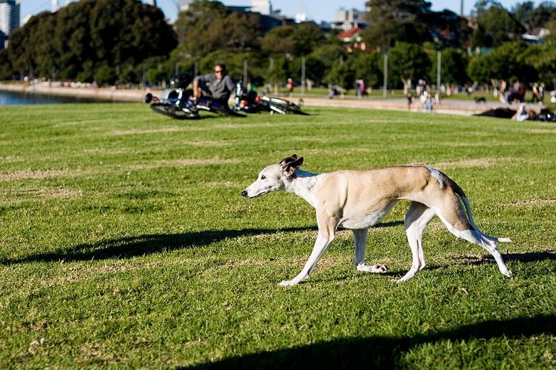 Very few people talk about how emotionally complex these 15 dog breeds ...
