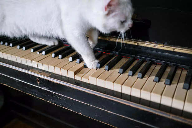 Soothing sounds: How music and sound affect your pet’s relaxation