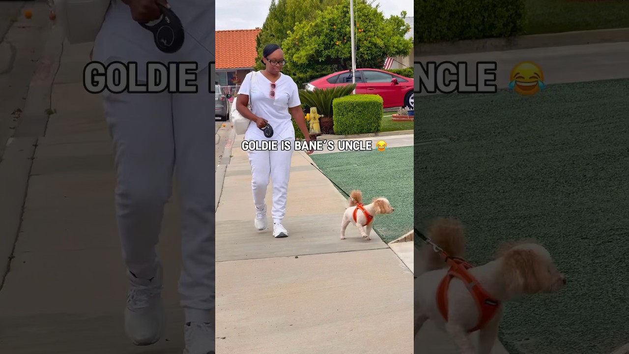 Dog struggles while mom tries to walk another family dog