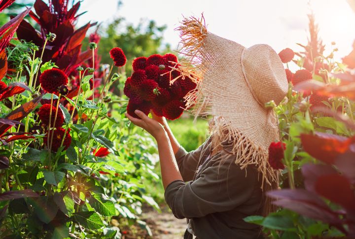 7 tips for growing amazing dahlias as a beginner