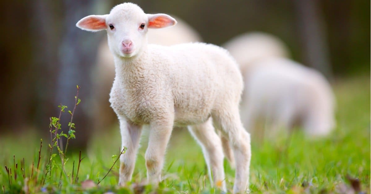 13 animals that played a major role in the Bible