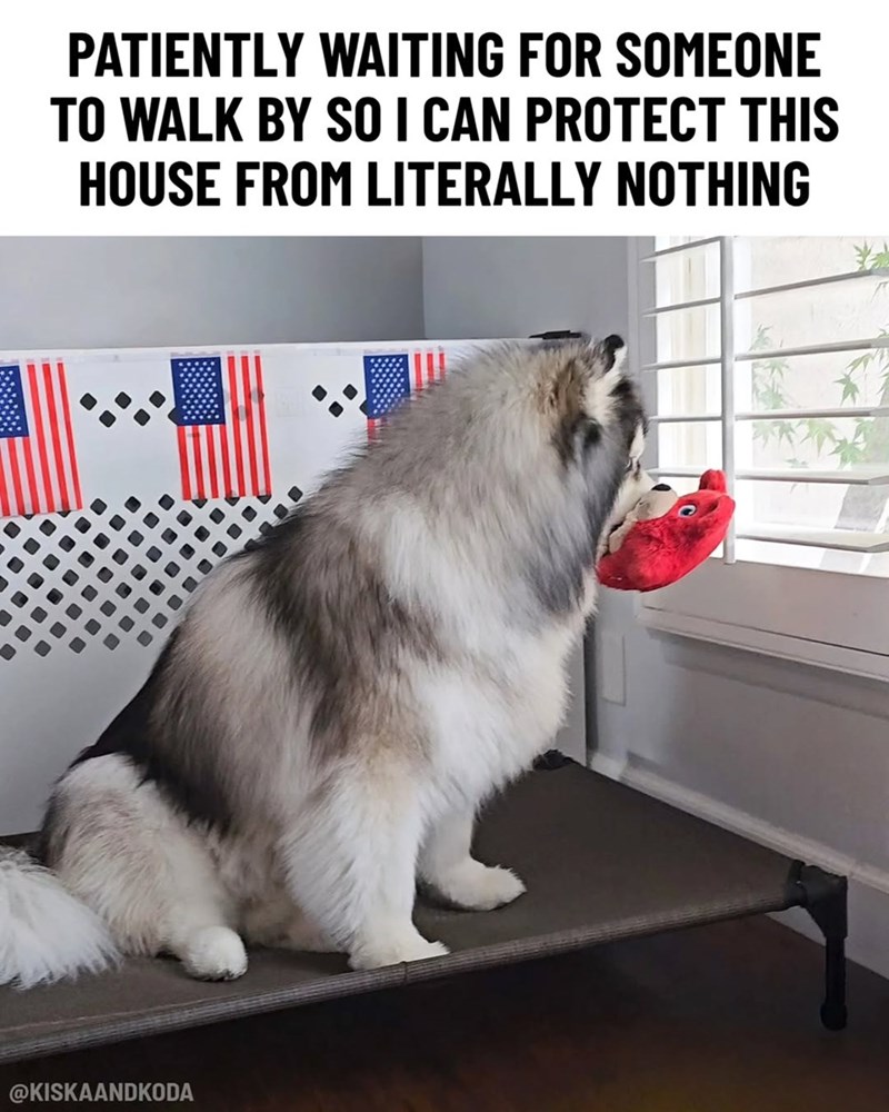21 heartwarming husky memes full of fluffy and doggo funnies