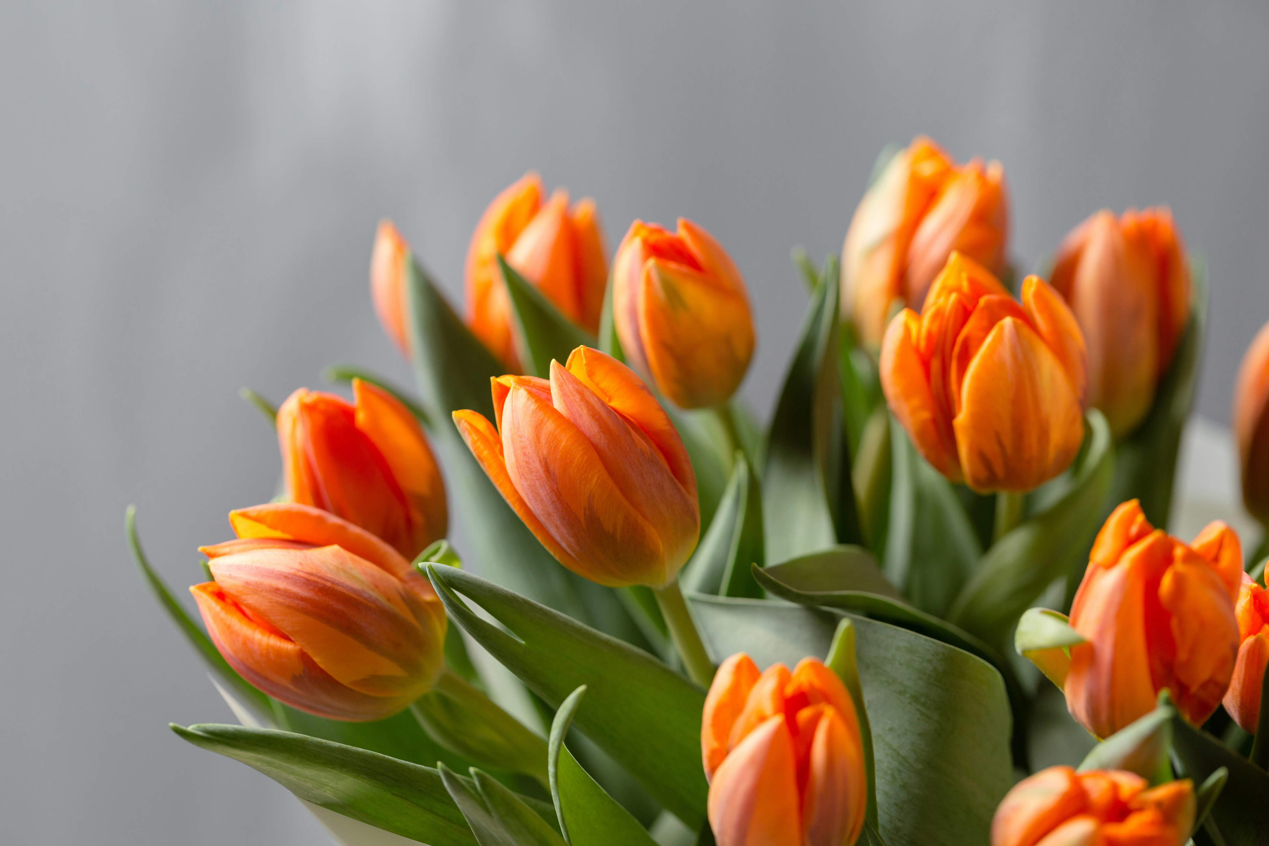 Traditie en vernuft: het verhaal achter de iconische tulpenvaas