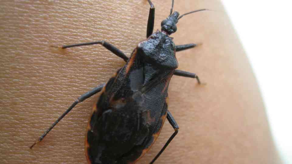 10 animals that kill the most humans each year