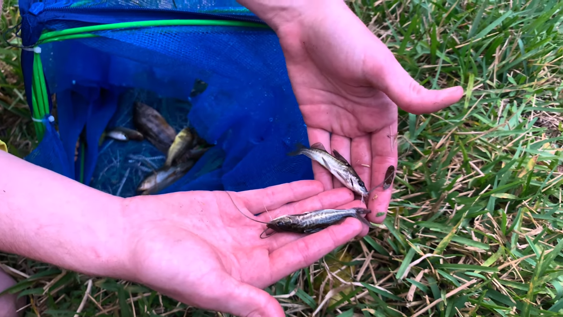 What rare catfish looks like when it appears inside a fish trap